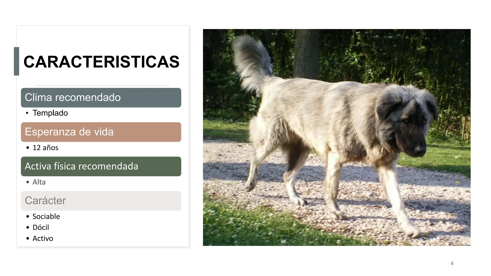 PERRO PASTOR DEL ATLAS, caracteristicas y fin zootecnico | PPTX