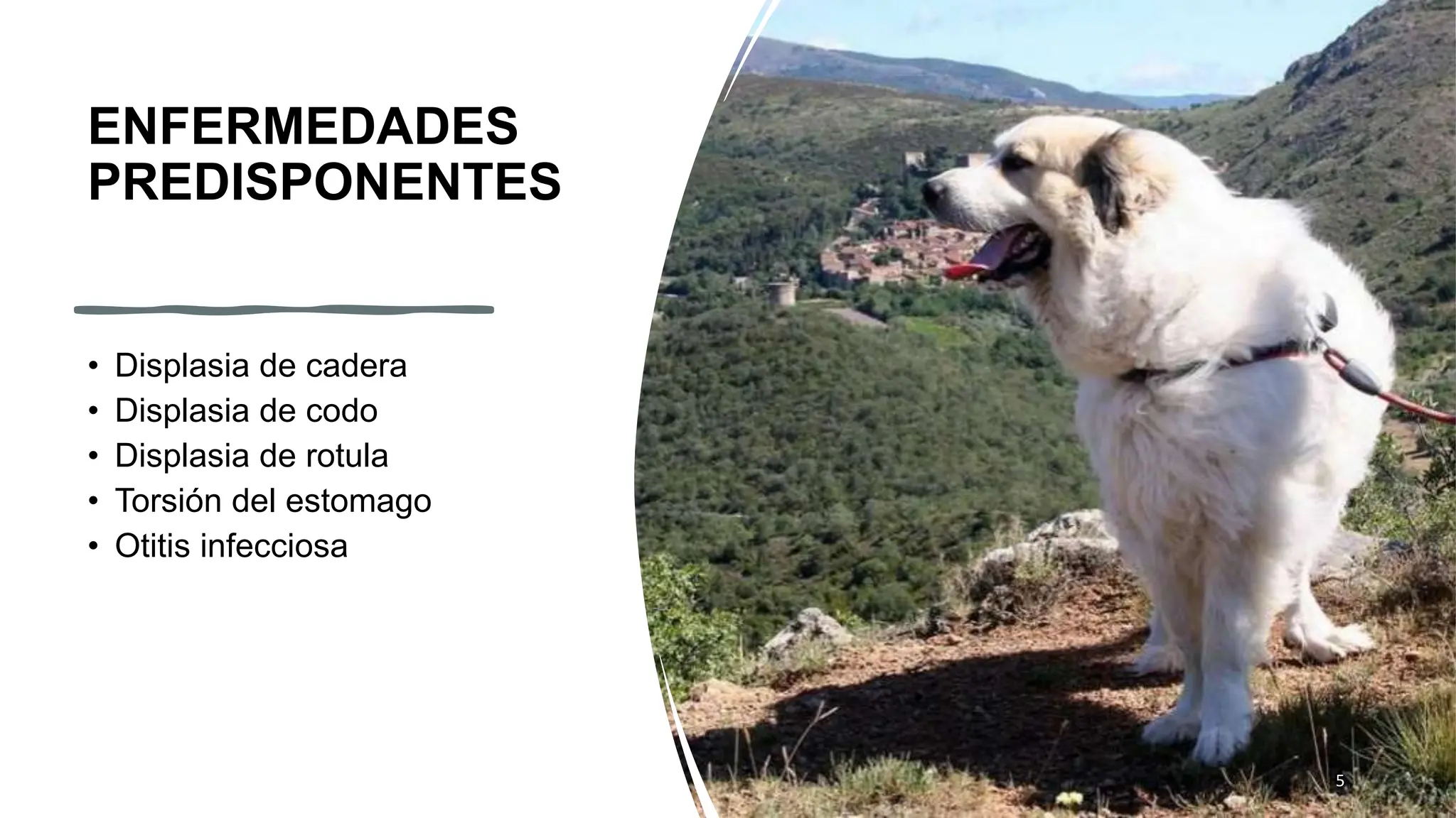 PERRO PASTOR DEL ATLAS, caracteristicas y fin zootecnico | PPTX