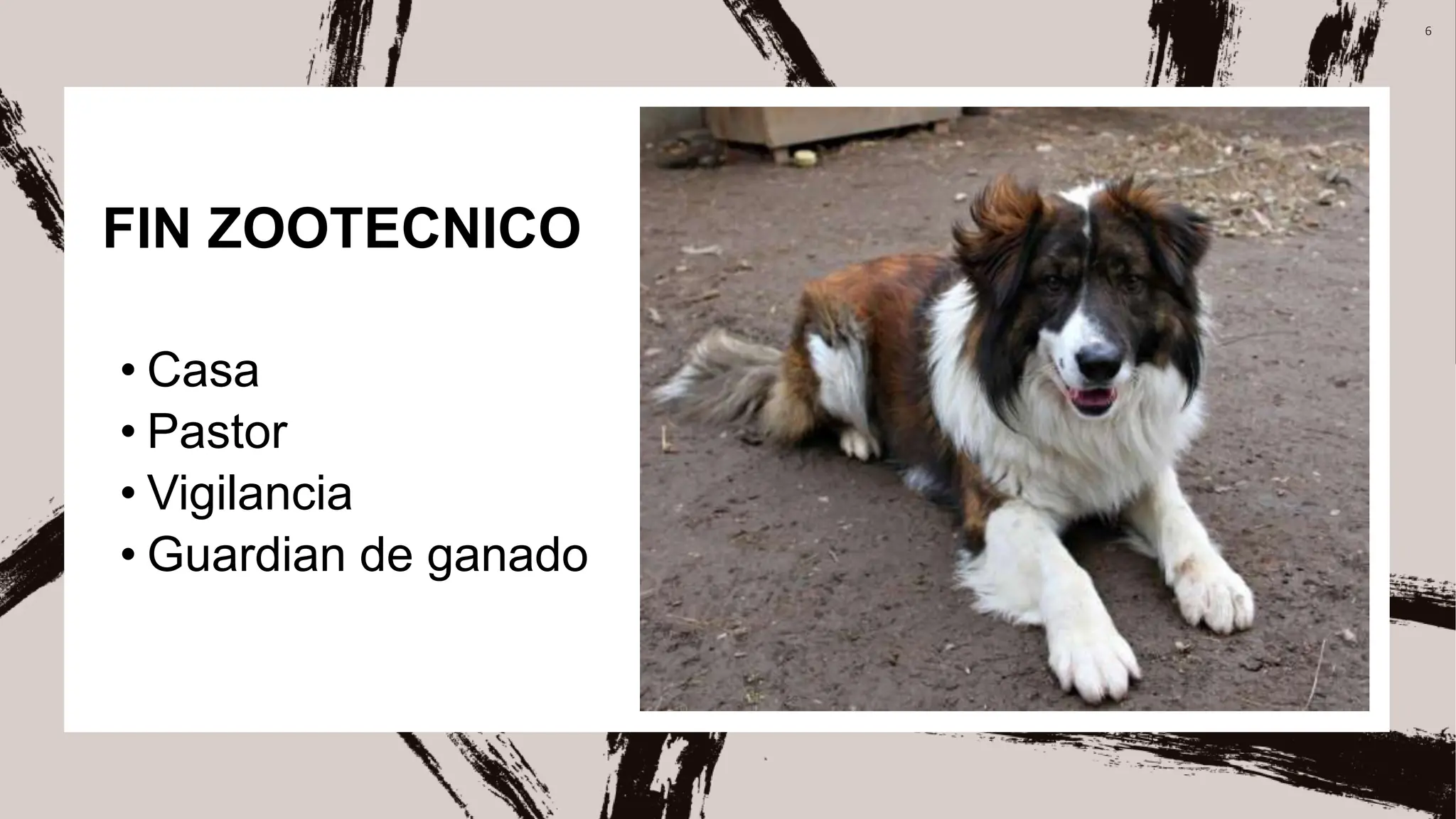 PERRO PASTOR DEL ATLAS, caracteristicas y fin zootecnico | PPTX