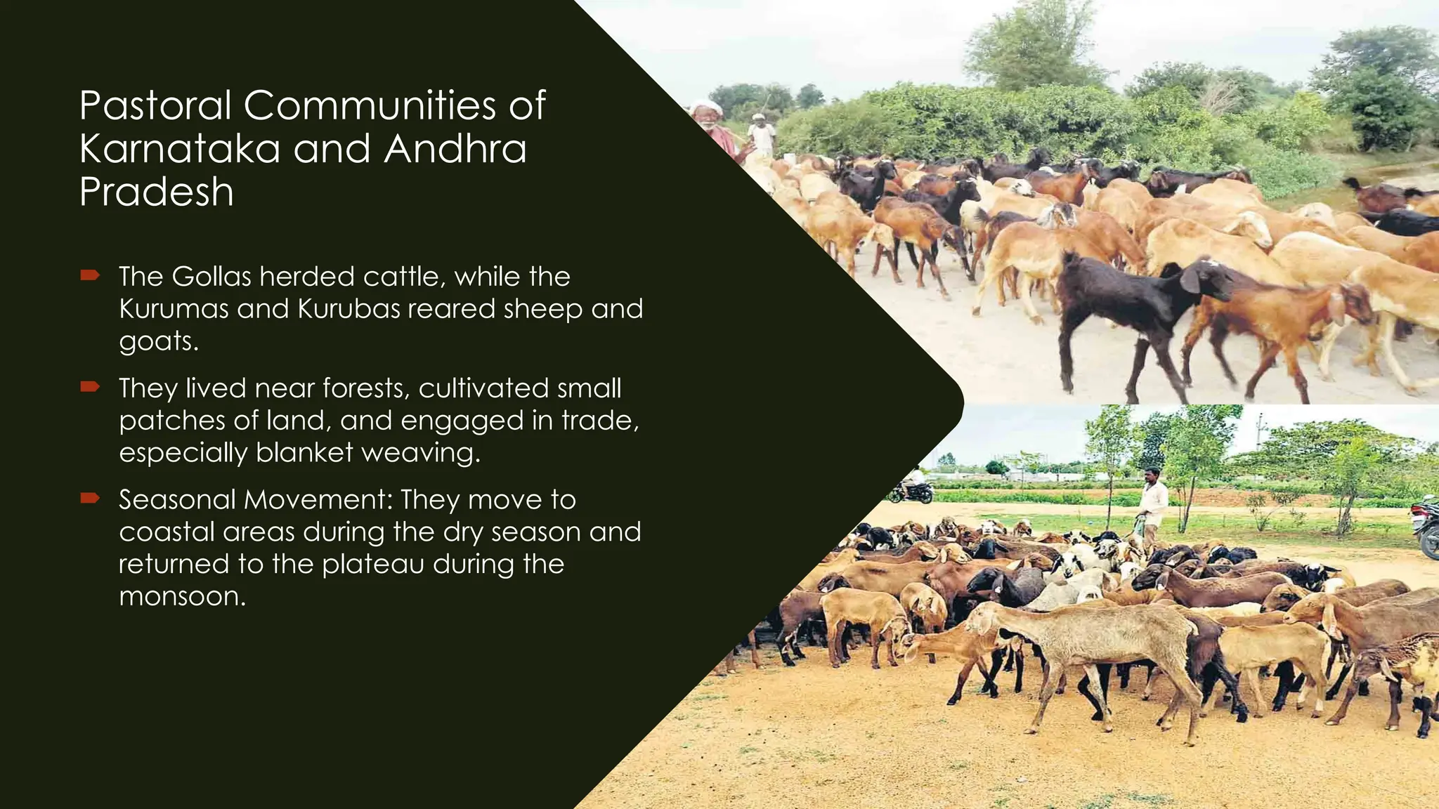 Pastoral Communities presentation NCERT.pptx