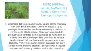 Pasto veranero | PPTX