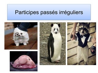 Irregular Past Participles | PPT