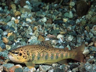 Pastravul - Franz Schubert | PPS