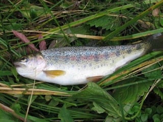 Pastravul - Franz Schubert | PPS