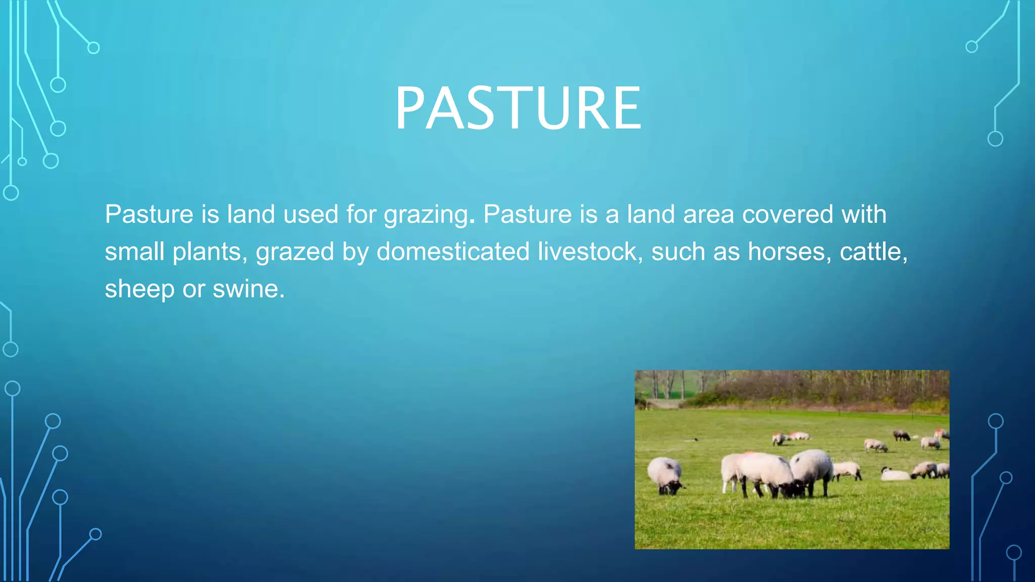 Pasture and livestock Presentation by Fariya Arshad | PPTX