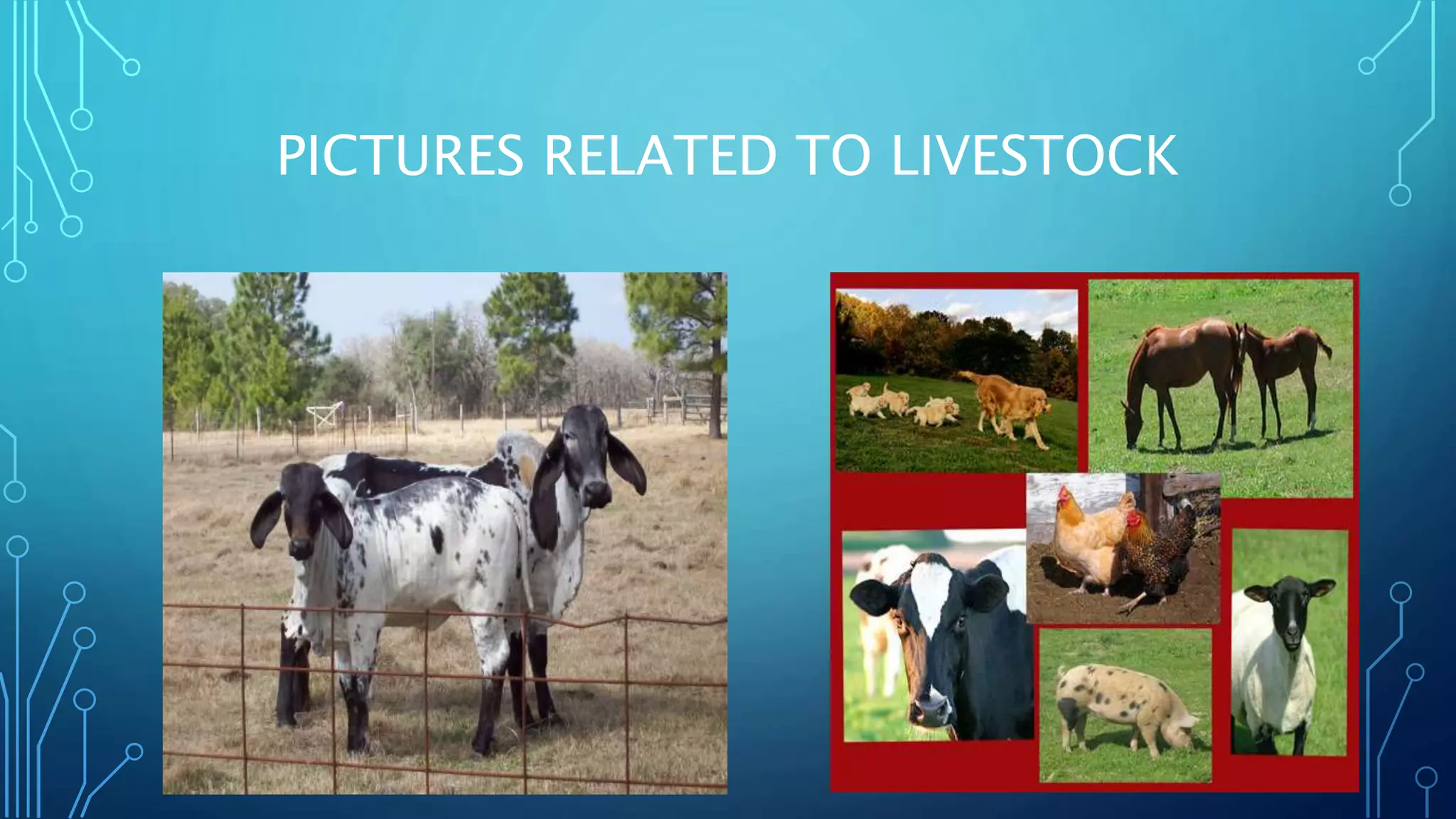 Pasture and livestock Presentation by Fariya Arshad | PPT