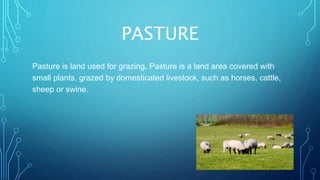 Pasture and livestock Presentation by Fariya Arshad | PPTX