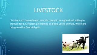 Pasture and livestock Presentation by Fariya Arshad | PPTX