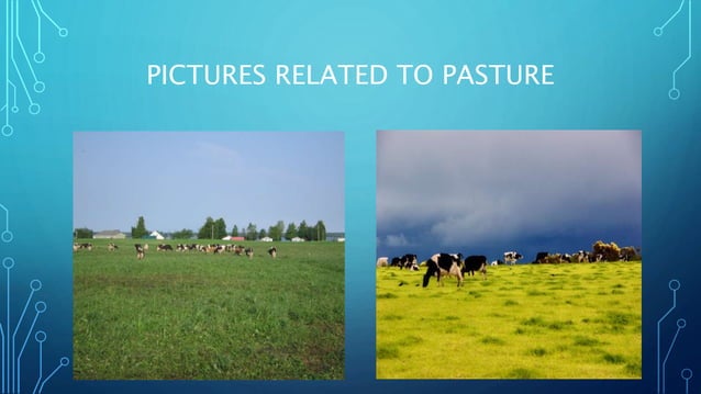 Pasture and livestock Presentation by Fariya Arshad | PPT