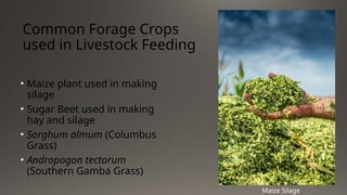Introduction to Grasses: Pasture and other fodder crops | PPTX