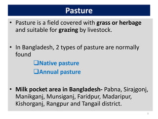 Pasture in Bangladesh | PPT