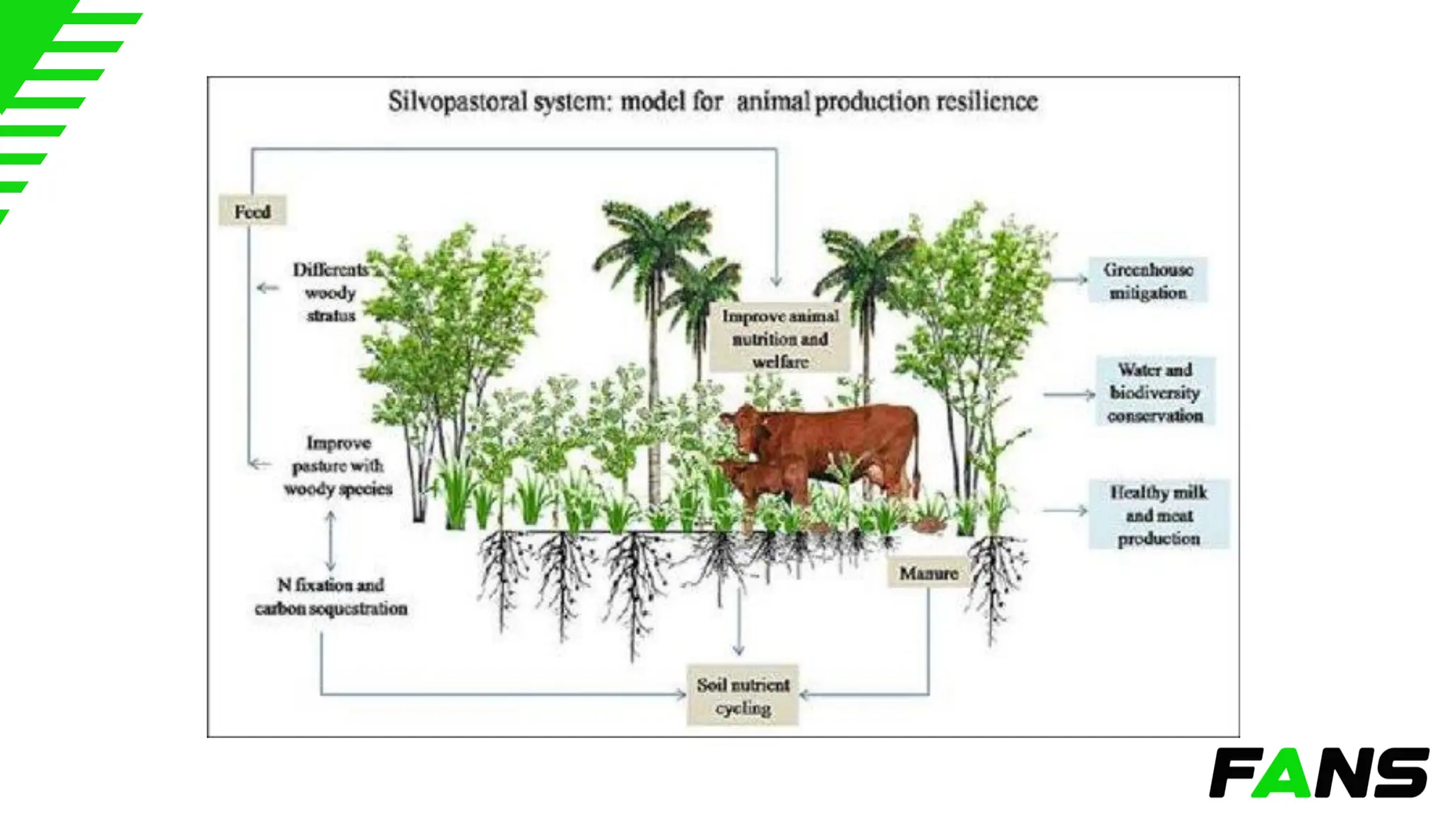 Pasture Management and Fodder Production | PDF