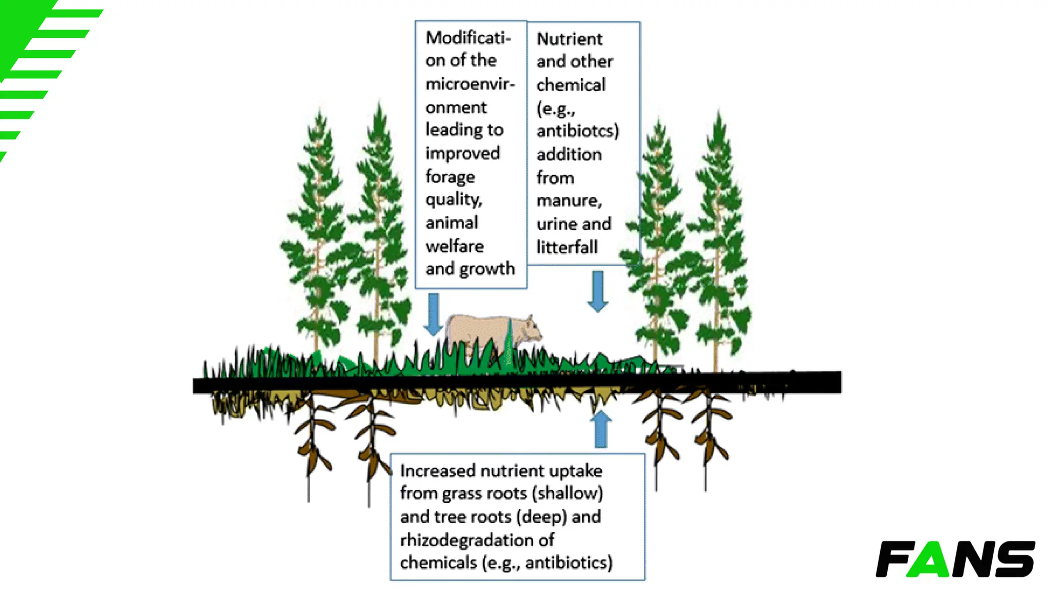 Pasture Management and Fodder Production | PDF