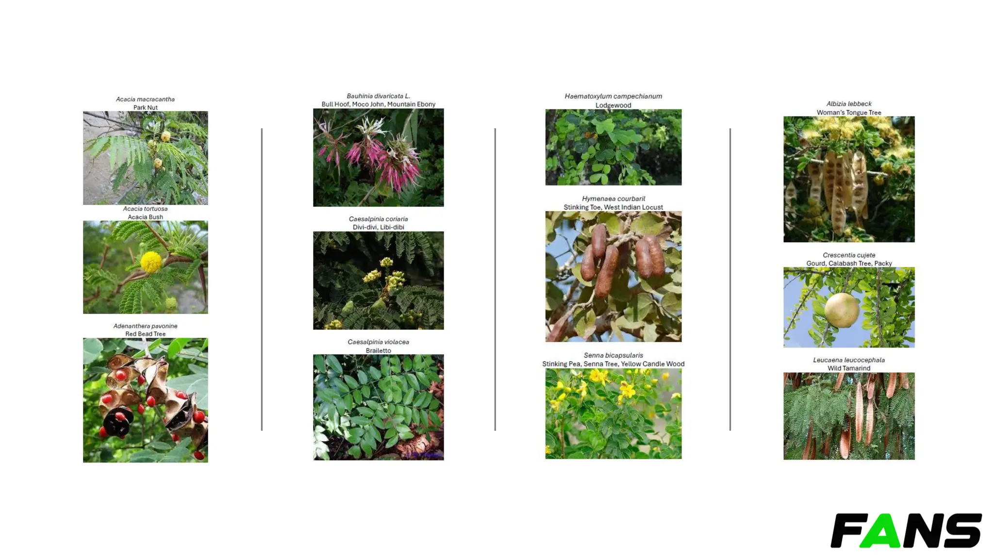 Pasture Management and Fodder Production | PDF