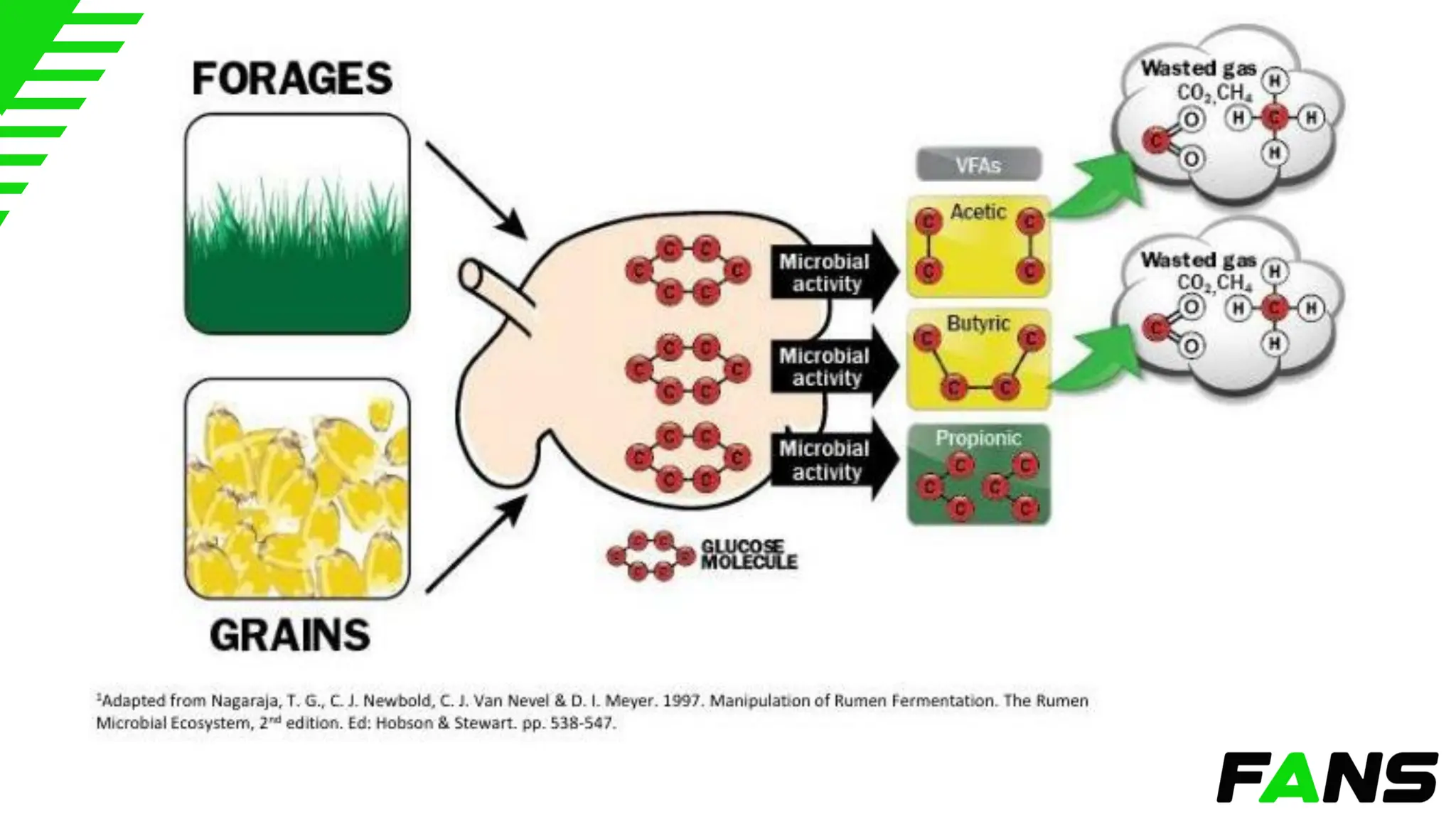 Pasture Management and Fodder Production | PDF