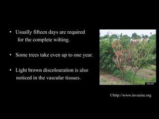 Plant Pathology - Guava Wilt | PPTX