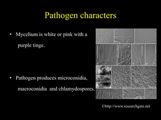 Plant Pathology - Guava Wilt | PPTX