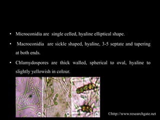 Plant Pathology - Guava Wilt | PPTX