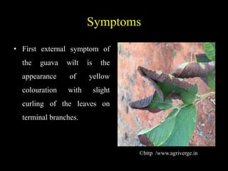 Plant Pathology - Guava Wilt | PPTX
