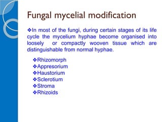 GENERAL CHARACTERS OF FUNGI.pptx