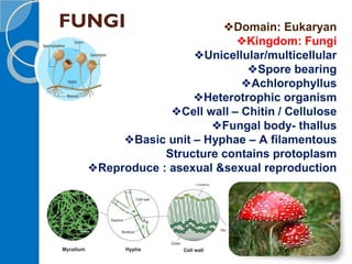 GENERAL CHARACTERS OF FUNGI.pptx