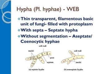 GENERAL CHARACTERS OF FUNGI.pptx