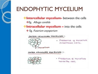 GENERAL CHARACTERS OF FUNGI.pptx