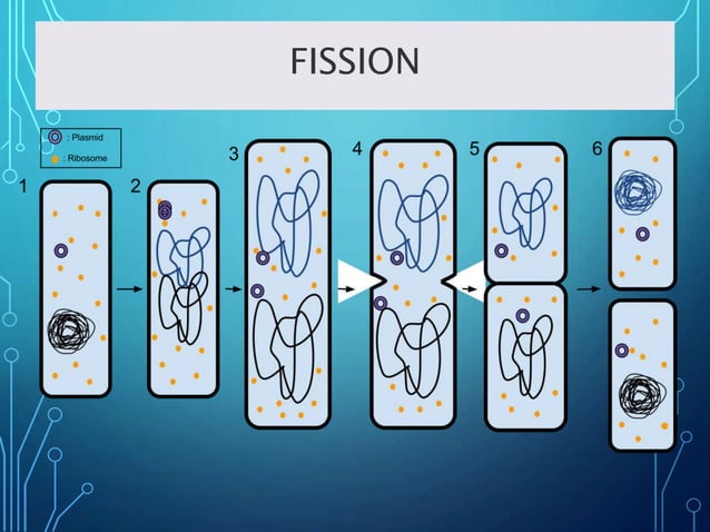 PAT 201 -Bacteria1 ppt | PPT