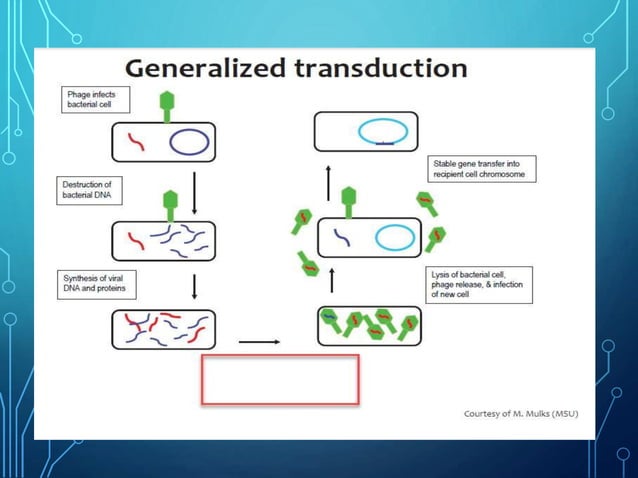 PAT 201 -Bacteria1 ppt | PPT