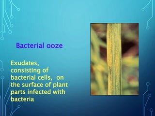 PAT 201 -Bacteria1 ppt | PPT