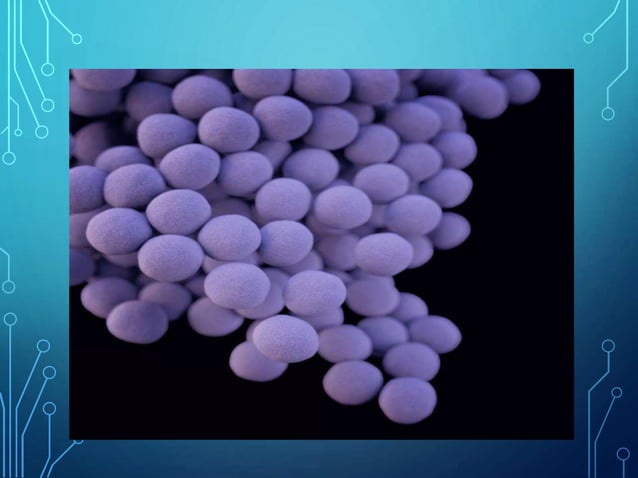 PAT 201 -Bacteria1 ppt | PPT