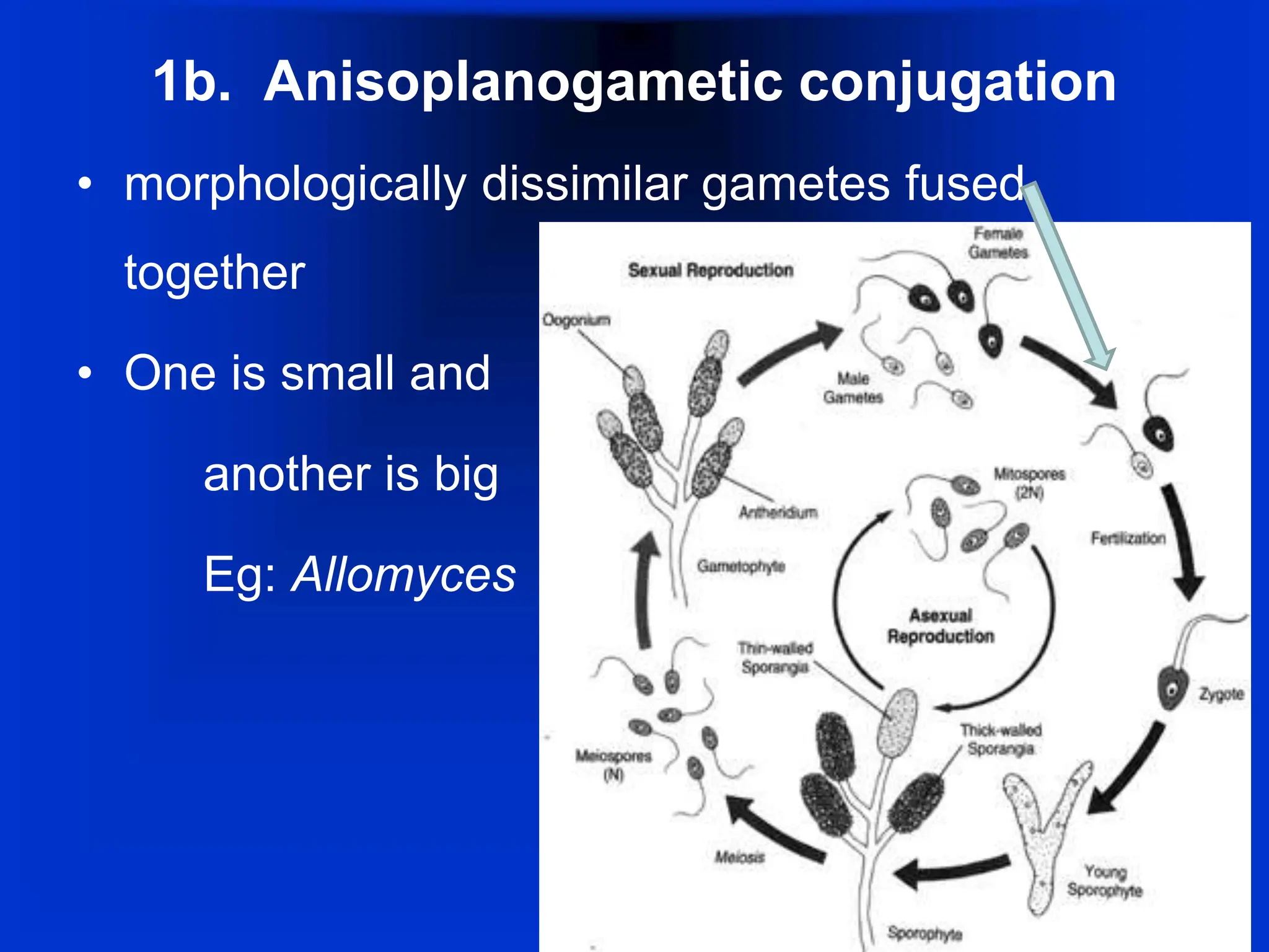 PAT 212 L 4-1.ppt pathology pests and diseases | PPT