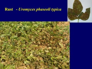 Palest of pulses gfjdjskbshekskhskwjwbjesksj | PPT