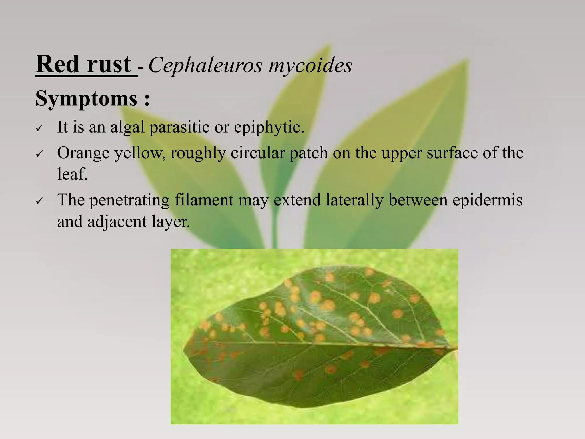 Diseases of Tea - Symptoms, Pathogenic characters and their Management ...