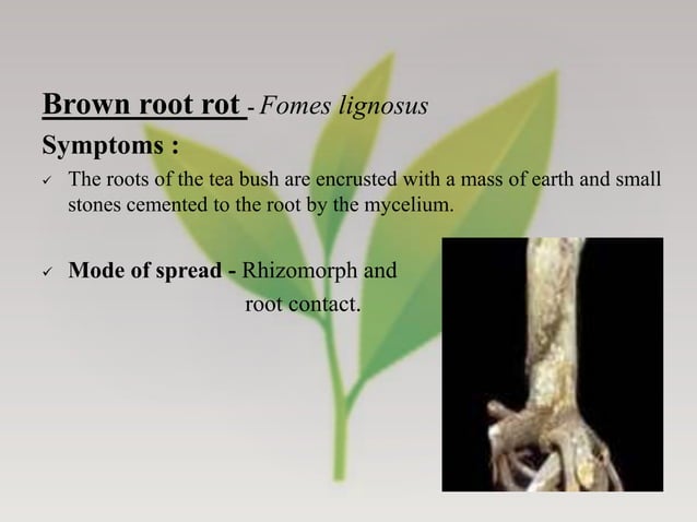 Diseases of Tea - Symptoms, Pathogenic characters and their Management ...