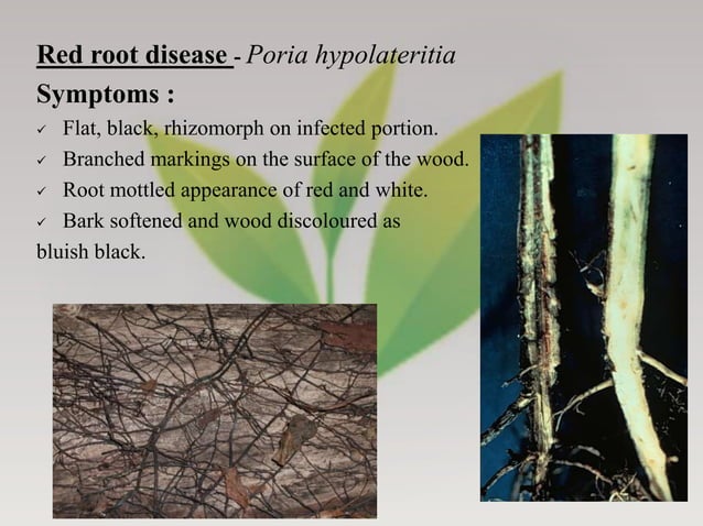 Diseases of Tea - Symptoms, Pathogenic characters and their Management ...