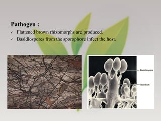 Diseases of Tea - Symptoms, Pathogenic characters and their Management ...