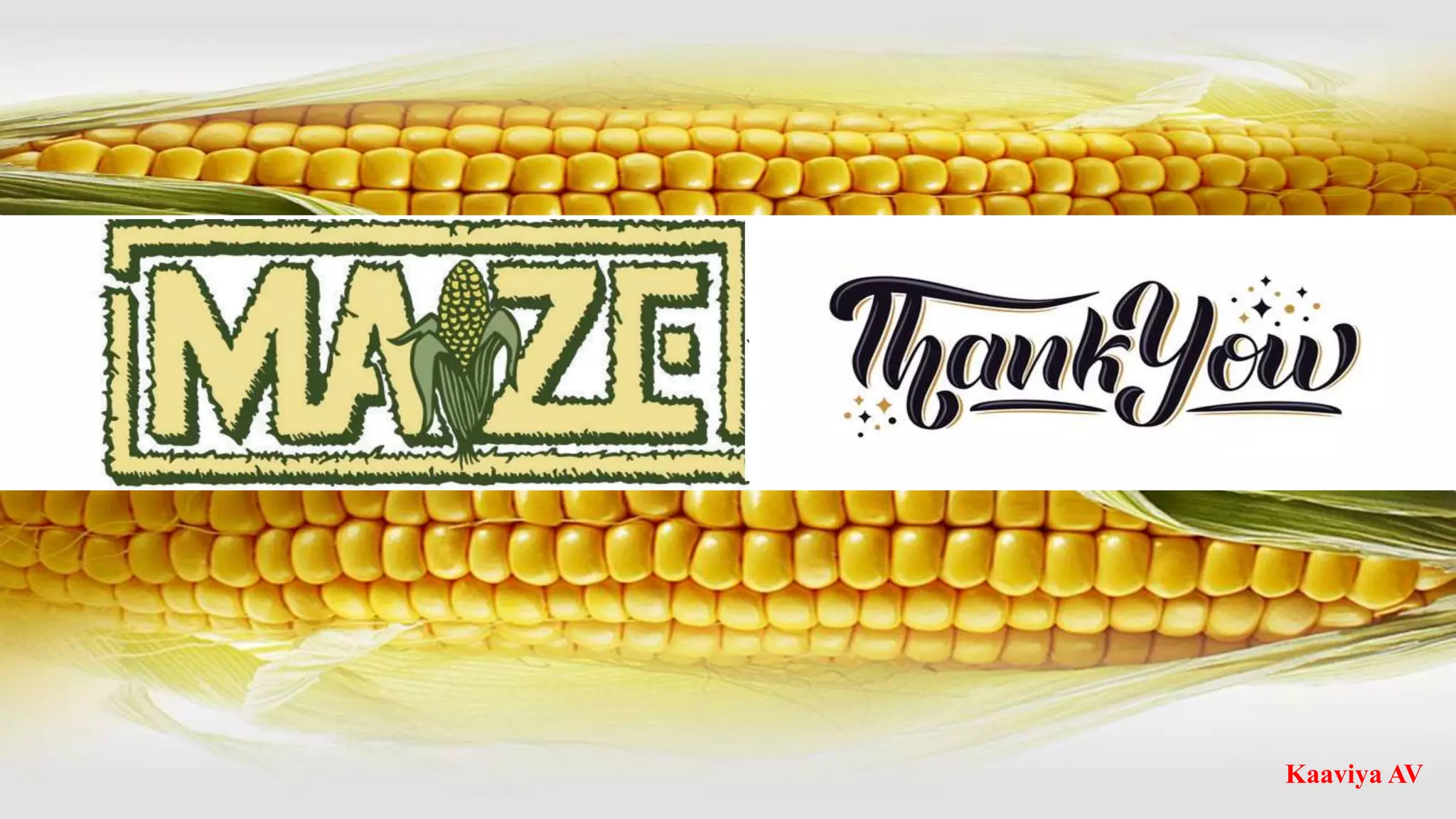 Crazytop of Maize | PPT