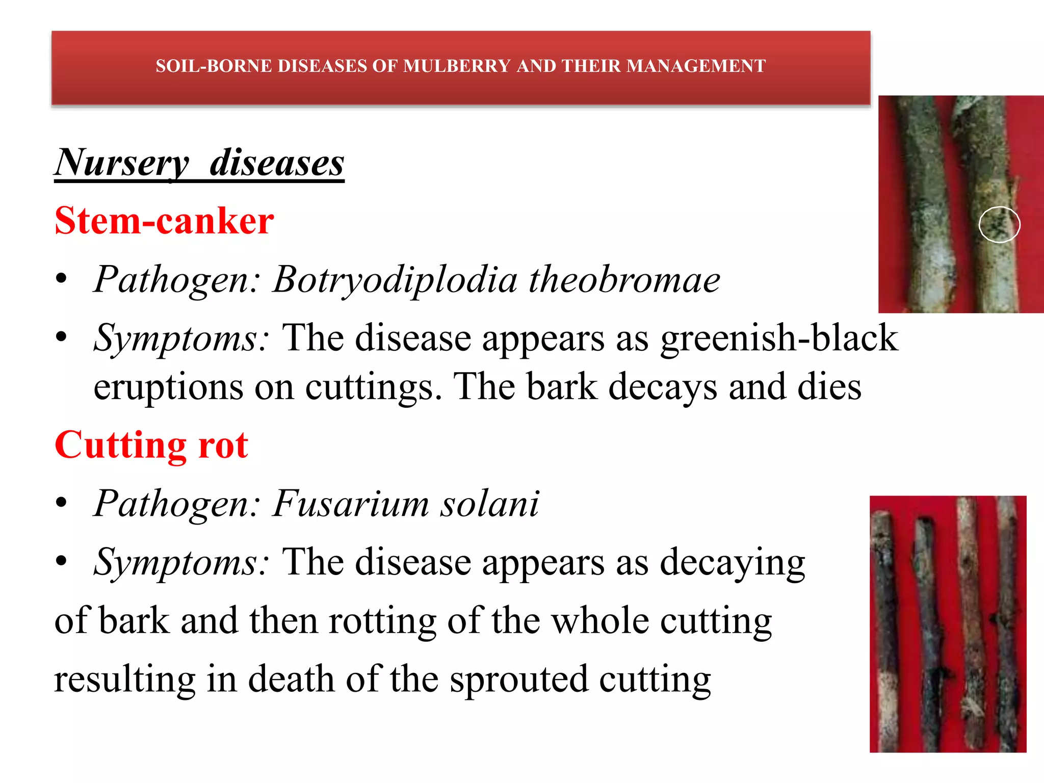 DISEASE OF MULBERRY | PPTX