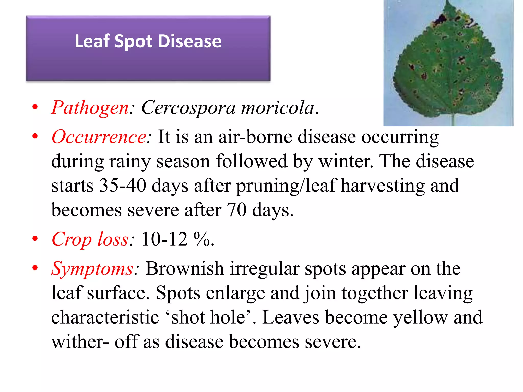 DISEASE OF MULBERRY | PPTX