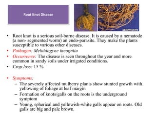 DISEASE OF MULBERRY | PPTX