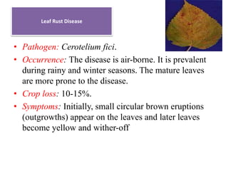 DISEASE OF MULBERRY | PPTX