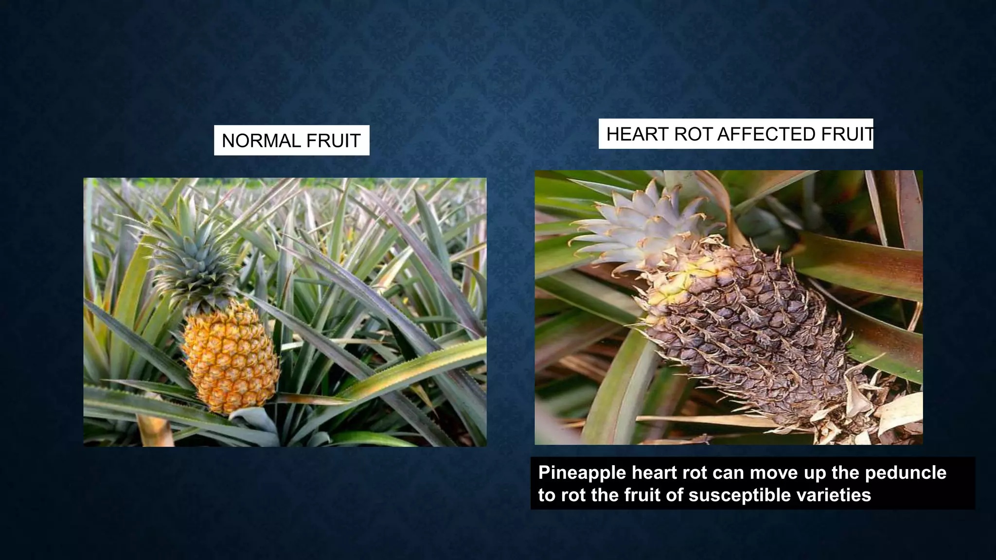 HEART ROT OF PINEAPPLE | PPTX