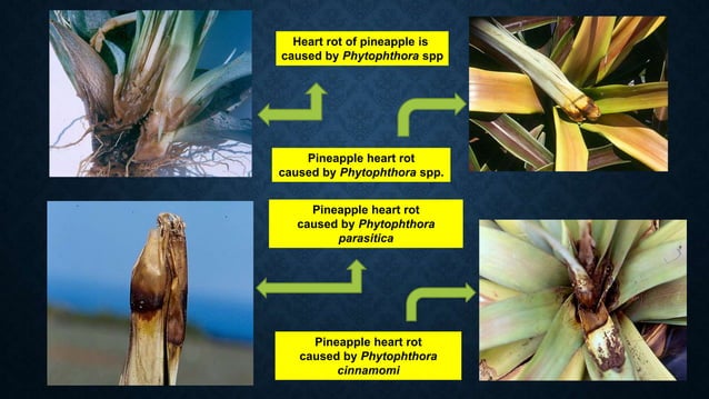 HEART ROT OF PINEAPPLE | PPTX | Agriculture | Industries
