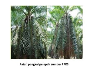 Patah pangkal pelepah | PPTX