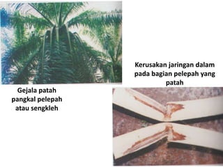 Patah pangkal pelepah | PPTX