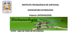 Tipos de patas de los insectos (1).pptx