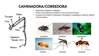 Tipos de patas de los insectos (1).pptx