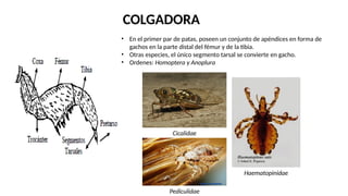 Tipos de patas de los insectos (1).pptx