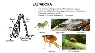 Tipos de patas de los insectos (1).pptx